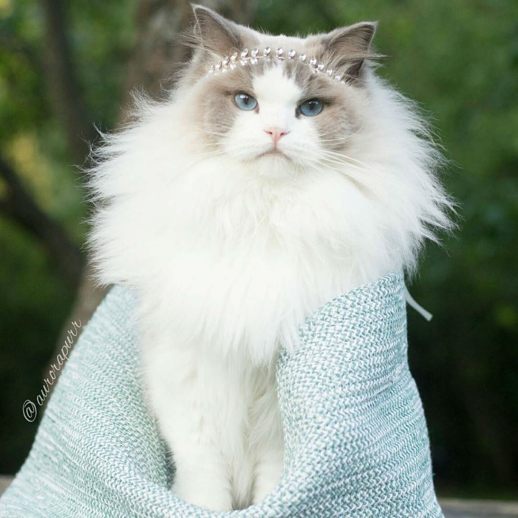 Aurora the Cat is a True Sleeping Beauty