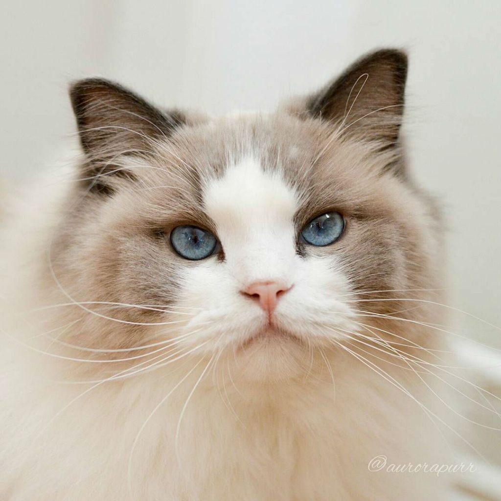 Aurora the Cat is a True Sleeping Beauty