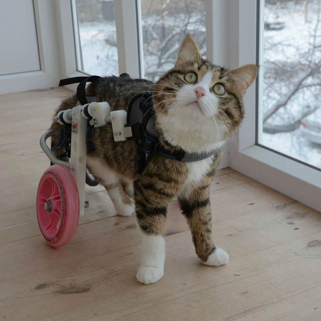 Rexie is a Disabled Cat Who Lives Life to the Fullest
