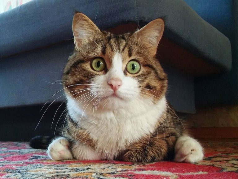 Rexie is a Disabled Cat Who Lives Life to the Fullest