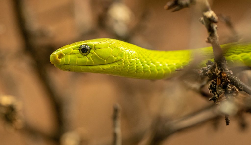 Popular Snakes That You Can Keep as Pets